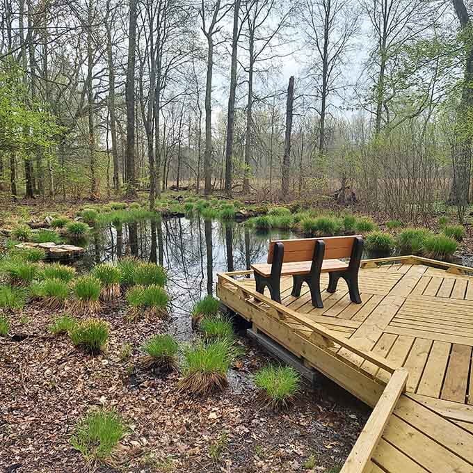 This peaceful bench overlooks a quiet pond where patient observers spot herons, turtles, and occasionally their own inner calm.