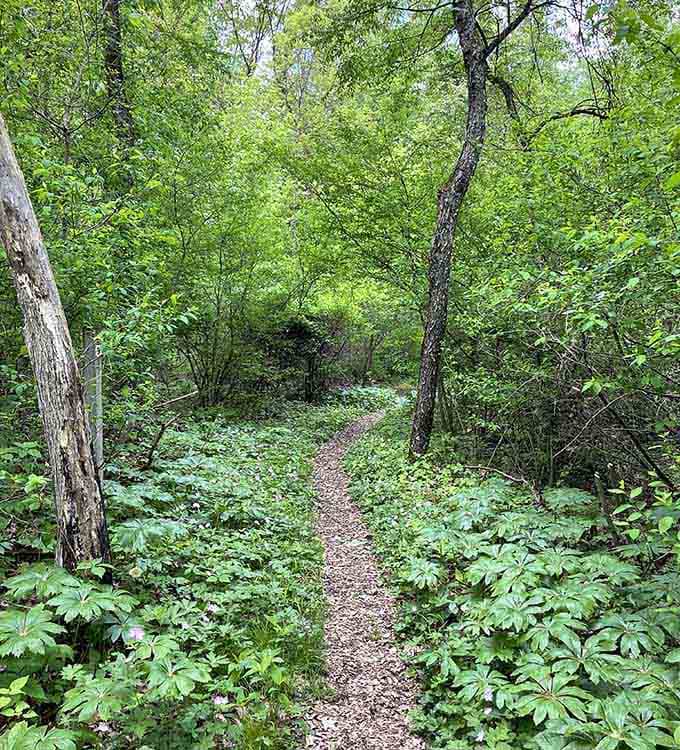 A quiet path through lush greenery where the only traffic jam involves butterflies and the occasional deer.