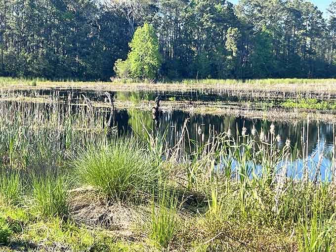 The marsh stretches out like a watercolor painting that forgot to stop being three-dimensional and real.