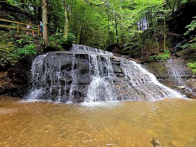 That golden-brown tint isn't dirt—it's tannins from leaves, nature's own tea steeping in real time.