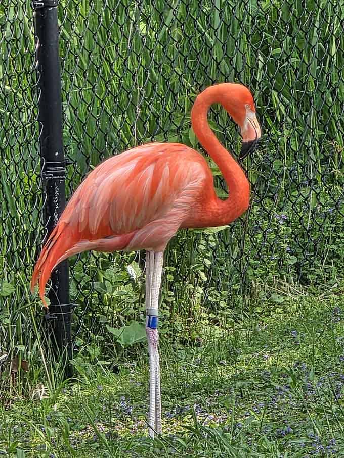 This flamingo's coral-pink plumage proves that nature invented the concept of standing out before Instagram ever existed.