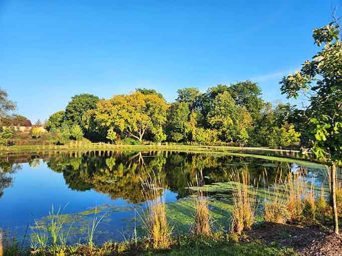 Fall colors paint the water's edge in gold, proving Michigan knows how to show off when it wants.