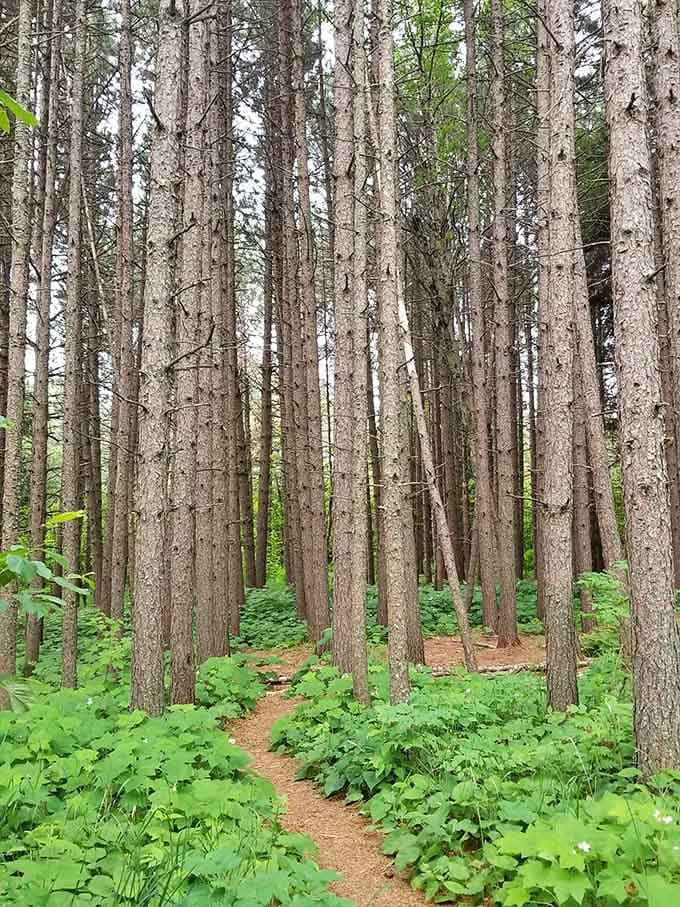 Tall timber stands guard along the trail like nature's own security detail, silent and impressively professional.