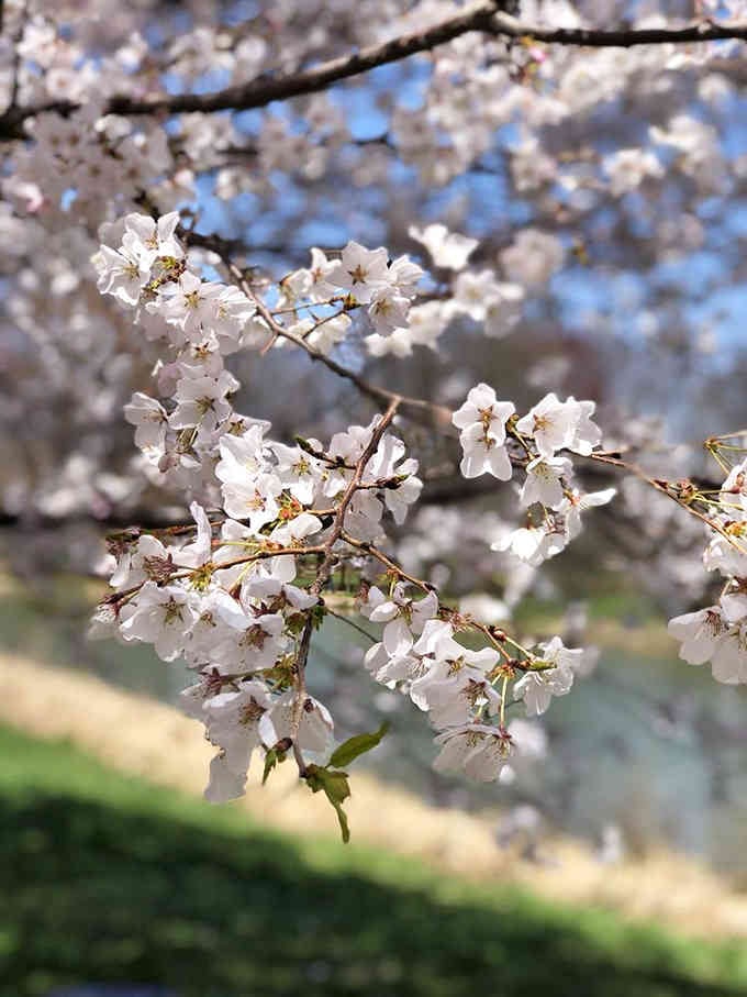 Cherry blossoms bloom briefly but brilliantly, like your New Year's resolutions but infinitely more photogenic and reliable.