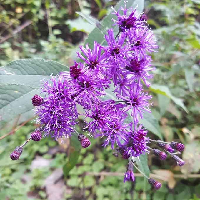 Ironweed blooms in purple glory, proving wildflowers don't need fancy gardens to steal the spotlight completely.