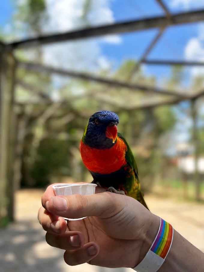 A rainbow lorikeet sipping nectar from your hand is basically nature's way of saying you're doing life right.