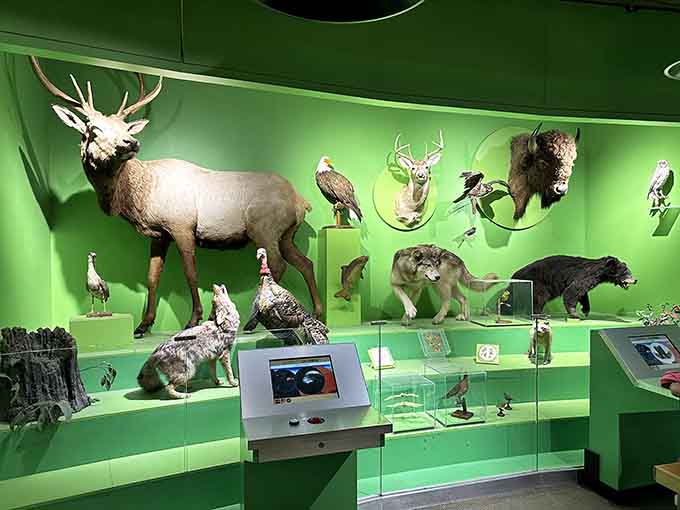 Kentucky's wildlife gets the museum treatment, offering up-close encounters without the risk of actual bear attacks or angry elk.