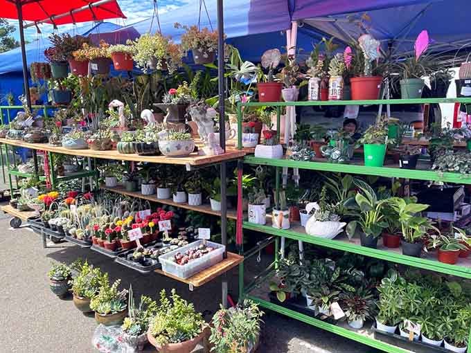 This plant vendor's setup looks like a botanical garden exploded in the best possible way, succulents galore.