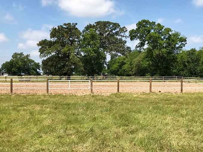 Wide open spaces where former racehorses now enjoy a considerably more relaxed pace of life.