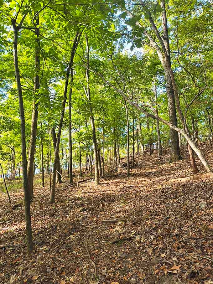 Forest trails that look like they were designed by someone who actually understands what peaceful hiking should feel like.