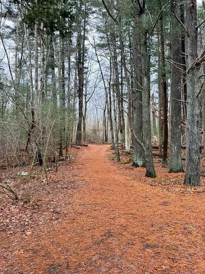 Pine-scented paths carpeted in russet needles create the kind of walking meditation your soul craves.