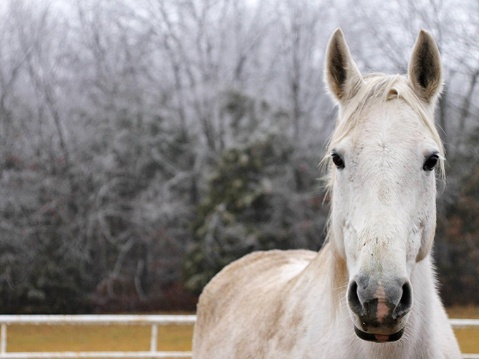 This stunning white horse has the kind of soulful gaze that makes you want to write poetry or at least Instagram captions.