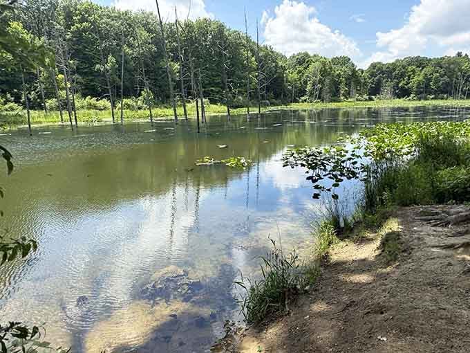 This tranquil pond reflects clouds and trees like nature's own mirror, minus the judgmental morning lighting.