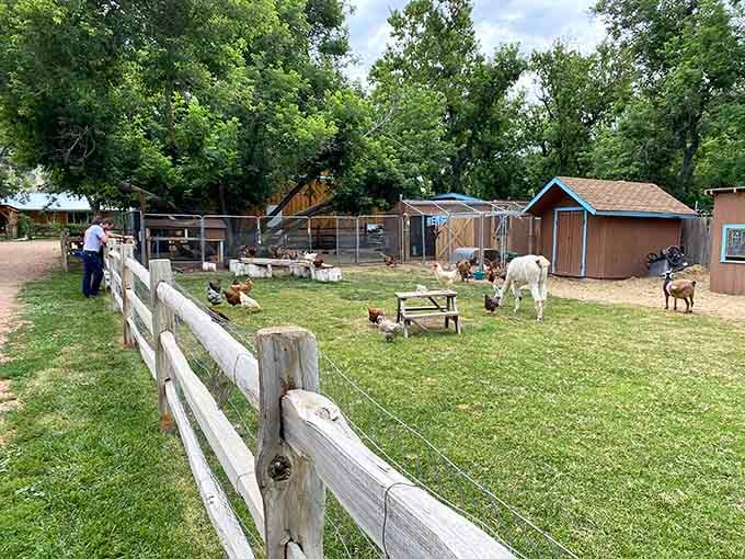 Farm animals grazing peacefully remind you that the best therapy doesn't require an appointment or copay.
