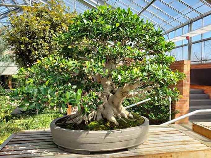 A bonsai this magnificent makes you wonder if Mr. Miyagi himself stopped by for a visit.