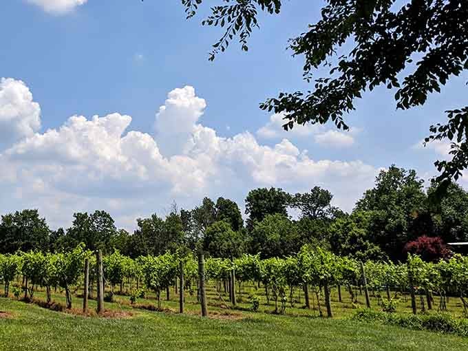 Equus Run Vineyards grows grapes in horse country, because apparently Kentucky does wine as well as bourbon.