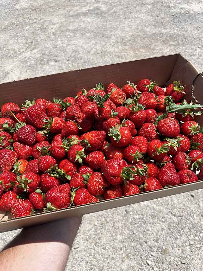 A full basket of just-picked strawberries represents about thirty minutes of work and a lifetime of bragging rights.