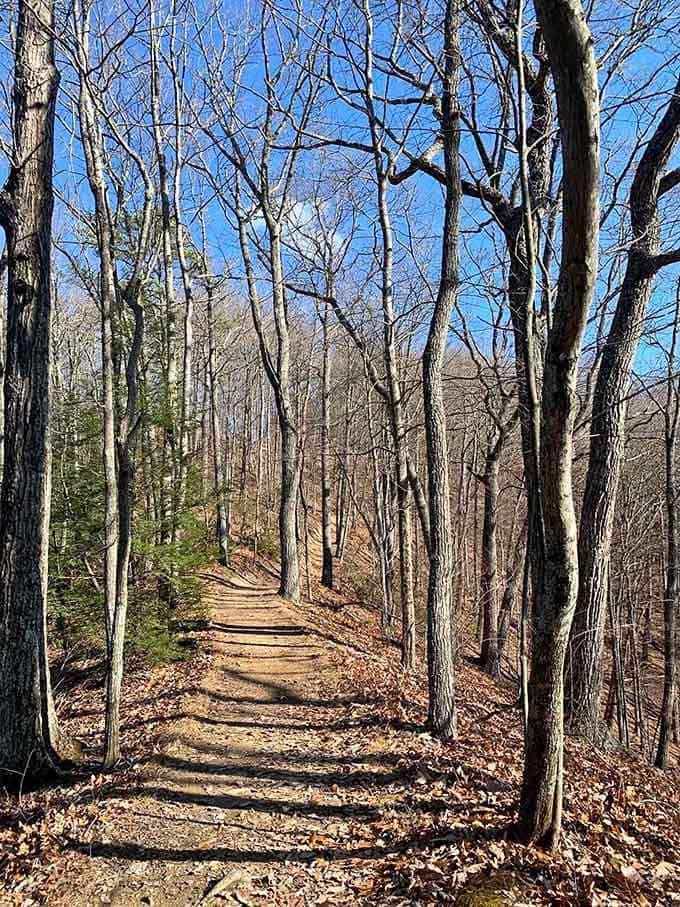 This sun-dappled path through the forest is basically nature's red carpet, minus the paparazzi and uncomfortable shoes.