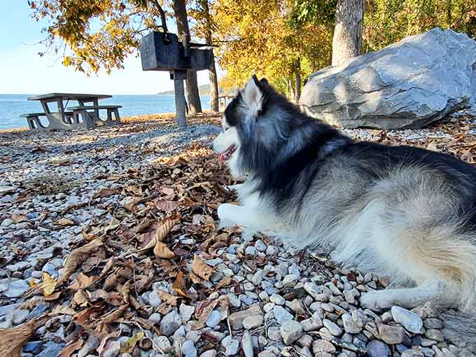 Even the dogs know a good beach when they see one, and this husky's living its absolute best lakeside life.