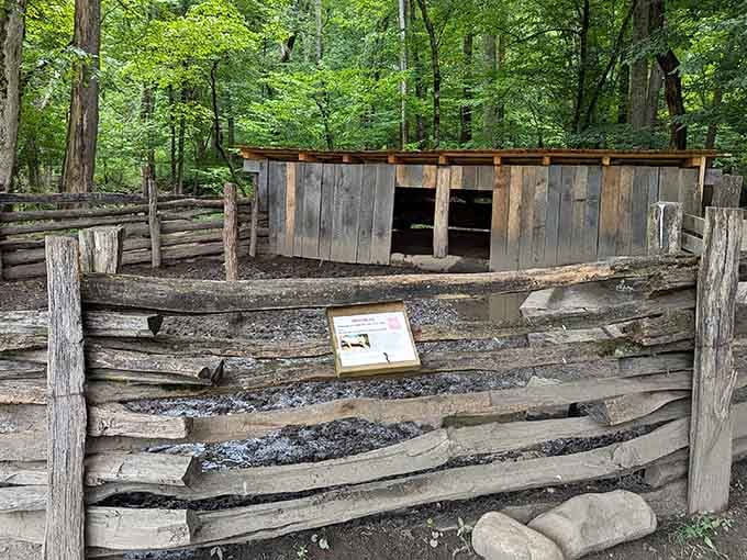 The pigpen shows where bacon began its journey, long before it became a food group and internet obsession.