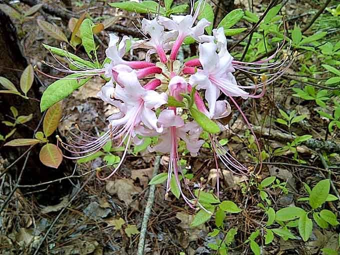 Wild azaleas bloom with delicate pink petals that look almost too pretty to be growing wild here.