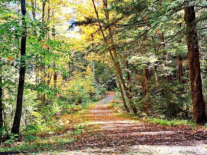 Forest trails dappled with golden light lead you deeper into woods that remember what peace sounds like.