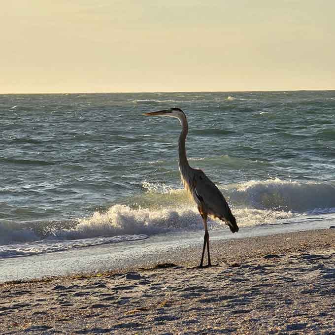 A great blue heron strikes a pose on the shore, clearly aware it's the most photogenic thing on the beach.