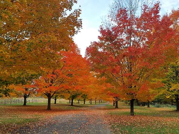 Fall foliage that makes you understand why people drive hours just to look at trees changing their outfits.