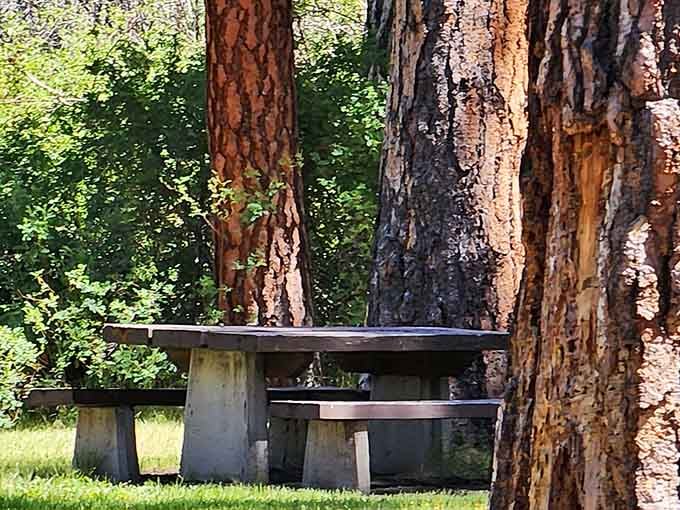 Shaded picnic spots among towering ponderosas offer perfect rest stops where nature provides the air conditioning for free.