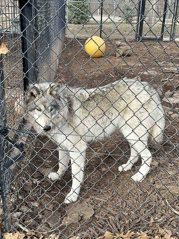 This wolf's intense gaze suggests he's either deeply philosophical or just spotted his lunch.