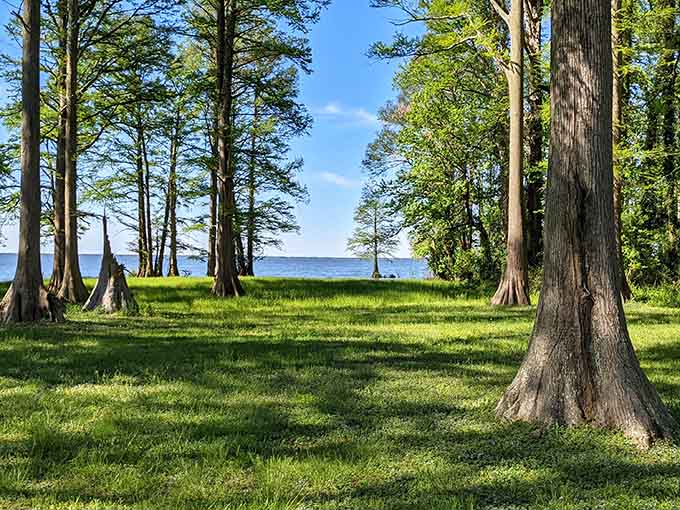 Ancient cypress trees standing guard along the shoreline like they've been doing for centuries.