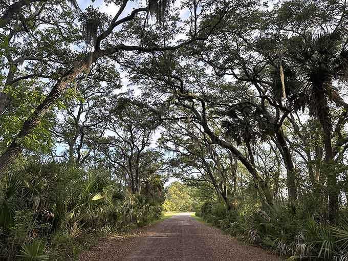 Spanish moss drapes overhead like nature's own cathedral ceiling, creating shade that air conditioning could only dream about.