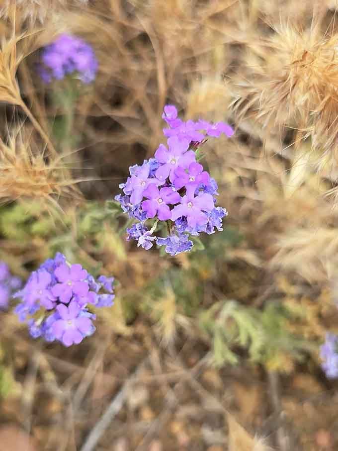 Purple wildflowers cluster together like they're gossiping about all the hikers who forgot to bring their cameras.