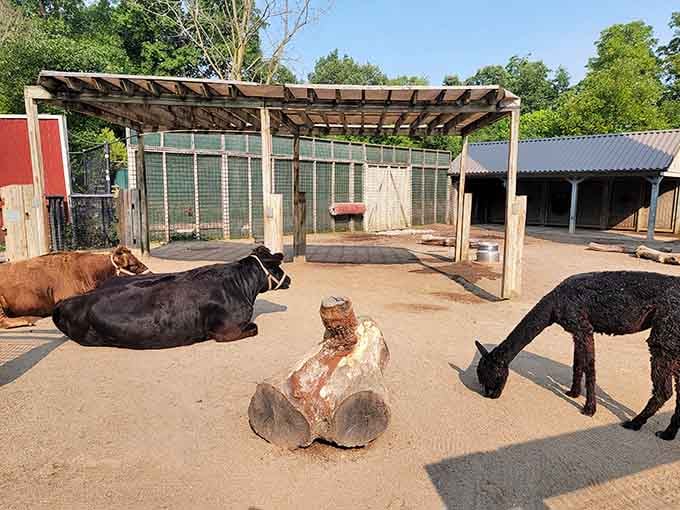 The farm area lets alpacas and cattle mingle freely, creating a peaceful barnyard scene straight from a storybook.