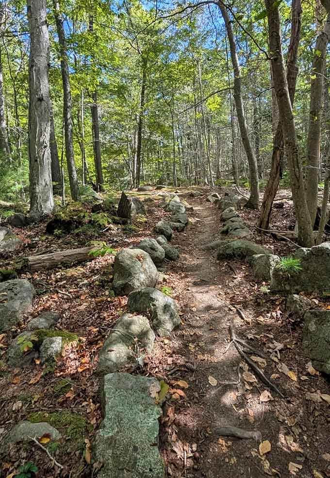 Moss-carpeted stones line this inviting path where the only traffic jam involves deciding which way to wander next.