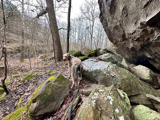 Even four-legged hikers appreciate the easy terrain and spectacular views along this beginner-friendly trail.