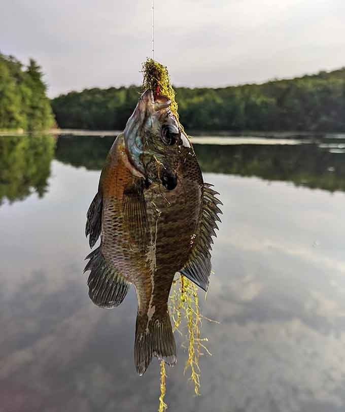 Proof that patience pays off, one beautiful catch at a time in these productive Connecticut waters.