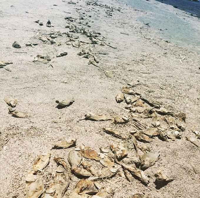 The shoreline tells stories of ecological change, one sun-bleached skeleton at a time, like nature's own history book.