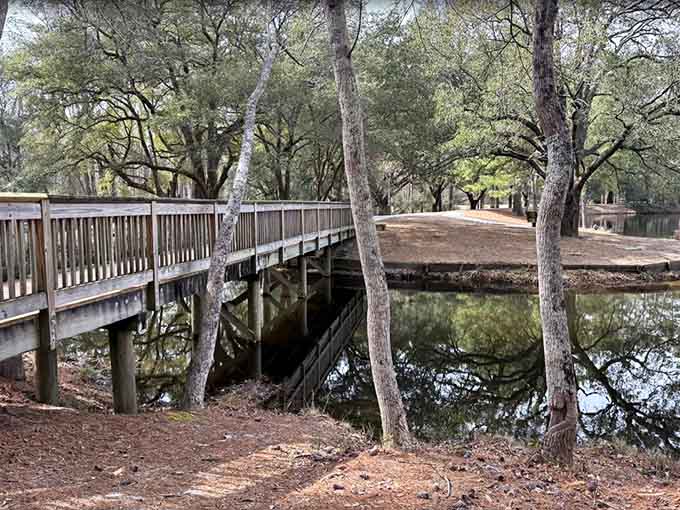 The wooden bridge curves through the wetlands like something from a Monet painting, only you can actually walk on it.