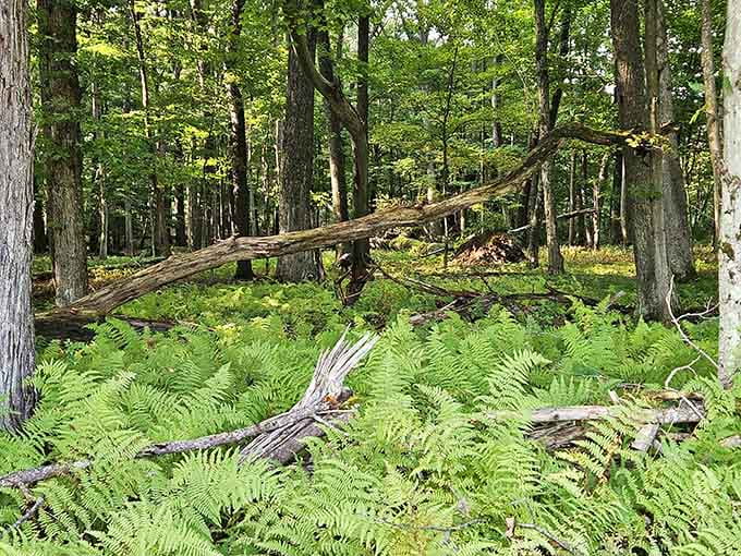 Ferns carpet the forest floor like nature decided to go full interior designer mode.