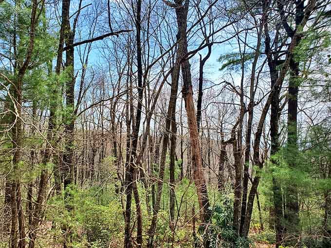 Bare woods reveal the mountain's skeleton, beautiful in its stark honesty and quiet dignity.