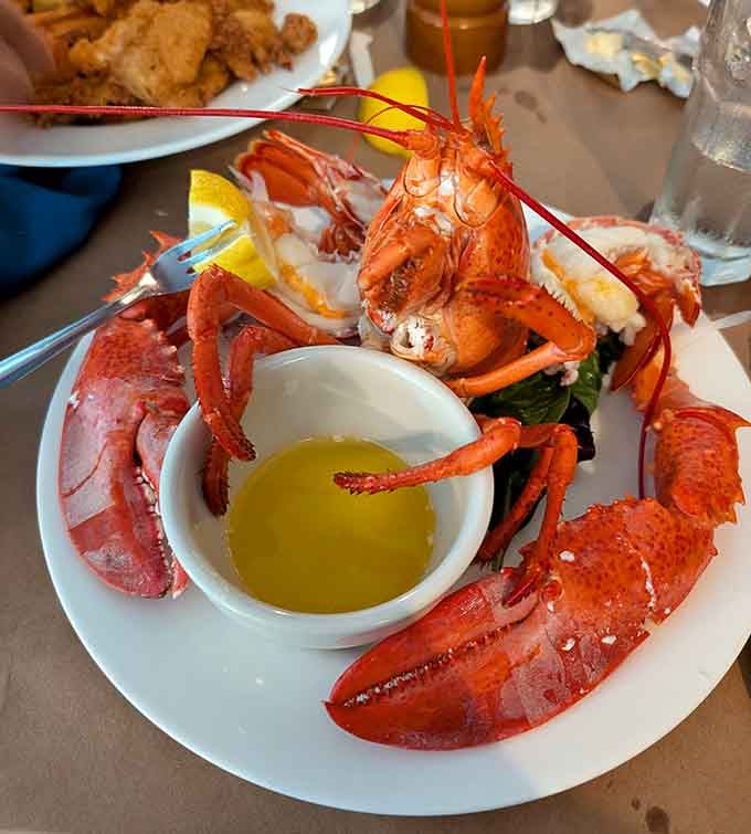 This lobster didn't travel far to reach your plate, and boy, does that freshness show magnificently.