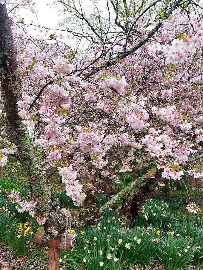 Pink cherry blossoms frame daffodils below, creating a two-story floral display that architects could never design this well.