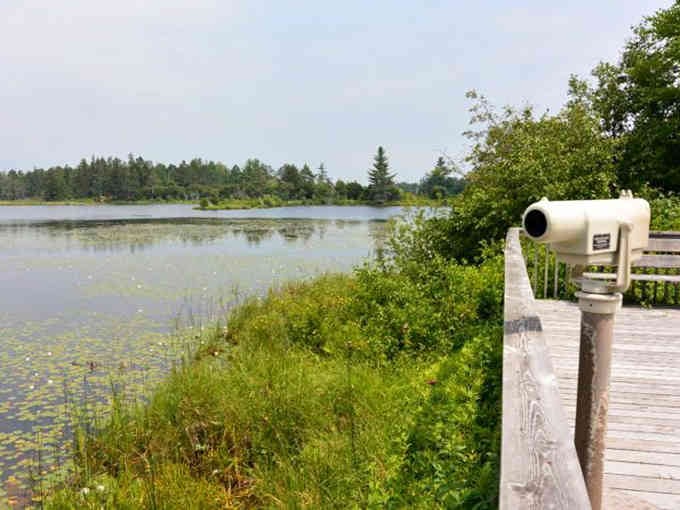 That vintage telescope isn't just for show; it brings distant herons and eagles close enough to count their feathers.