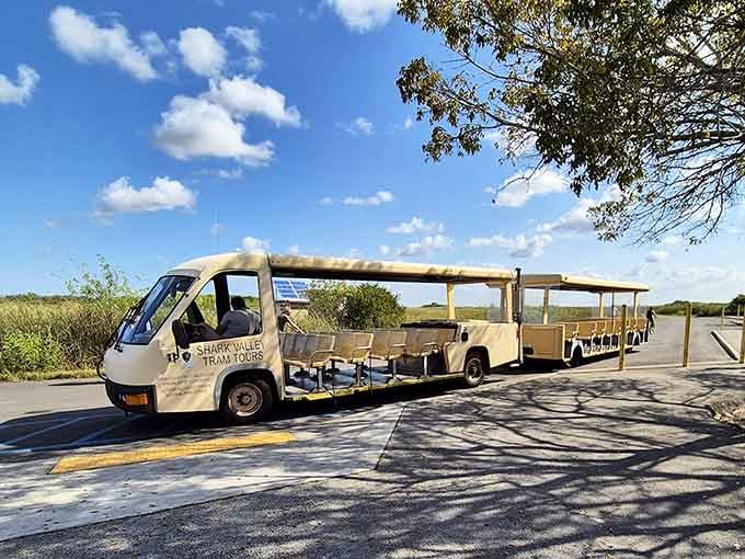 Let the tram do the heavy lifting while you spot gators and pretend you're on safari, Everglades edition.