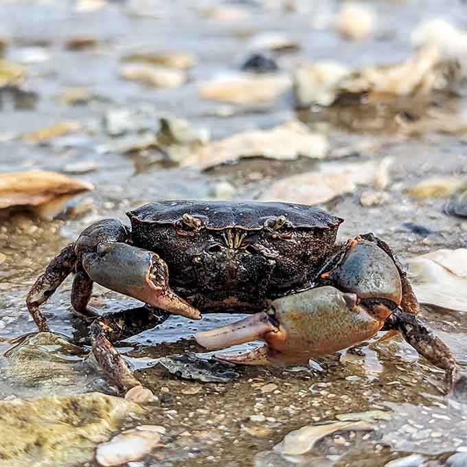 Local residents like this fellow have been here longer than any of us, minding their own business.