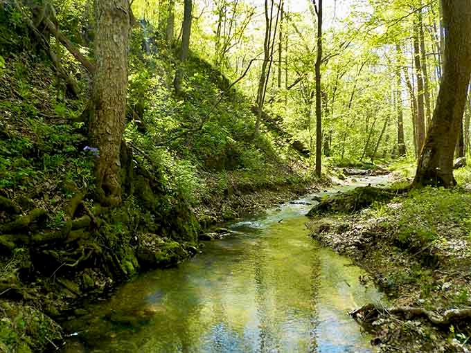 Clear water meandering through the woods, doing its slow work of shaping the landscape forever.