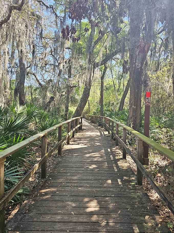 Another peaceful stretch of boardwalk where the only traffic jam involves turtles crossing beneath you.