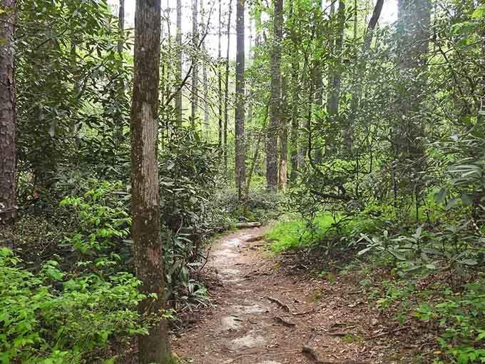 This well-maintained trail proves you don't need to bushwhack to find authentic wilderness experiences.