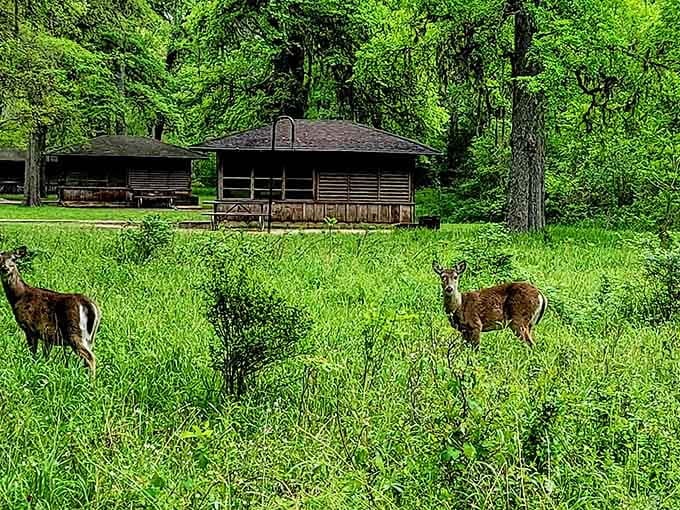 The local deer population treats the park like their personal front yard, completely unfazed by human visitors with cameras.